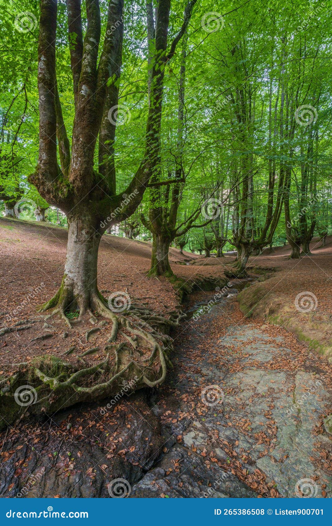 Otzarreta Beech Forest, Hayedo Otzarreta, Gorbea Natural Park, Basque ...