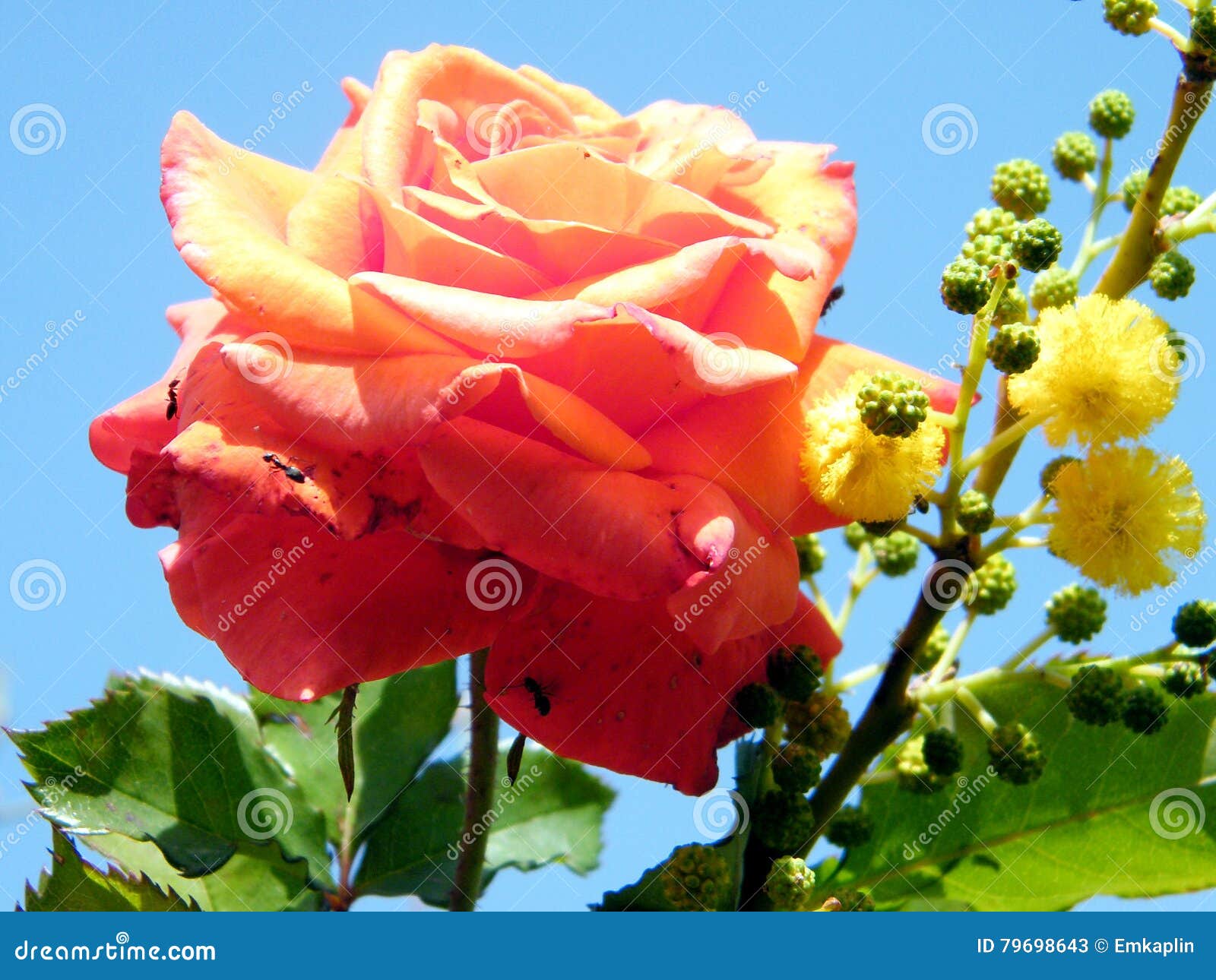 1,883 Rose Et Mimosa Photos libres de droits et gratuites de Dreamstime