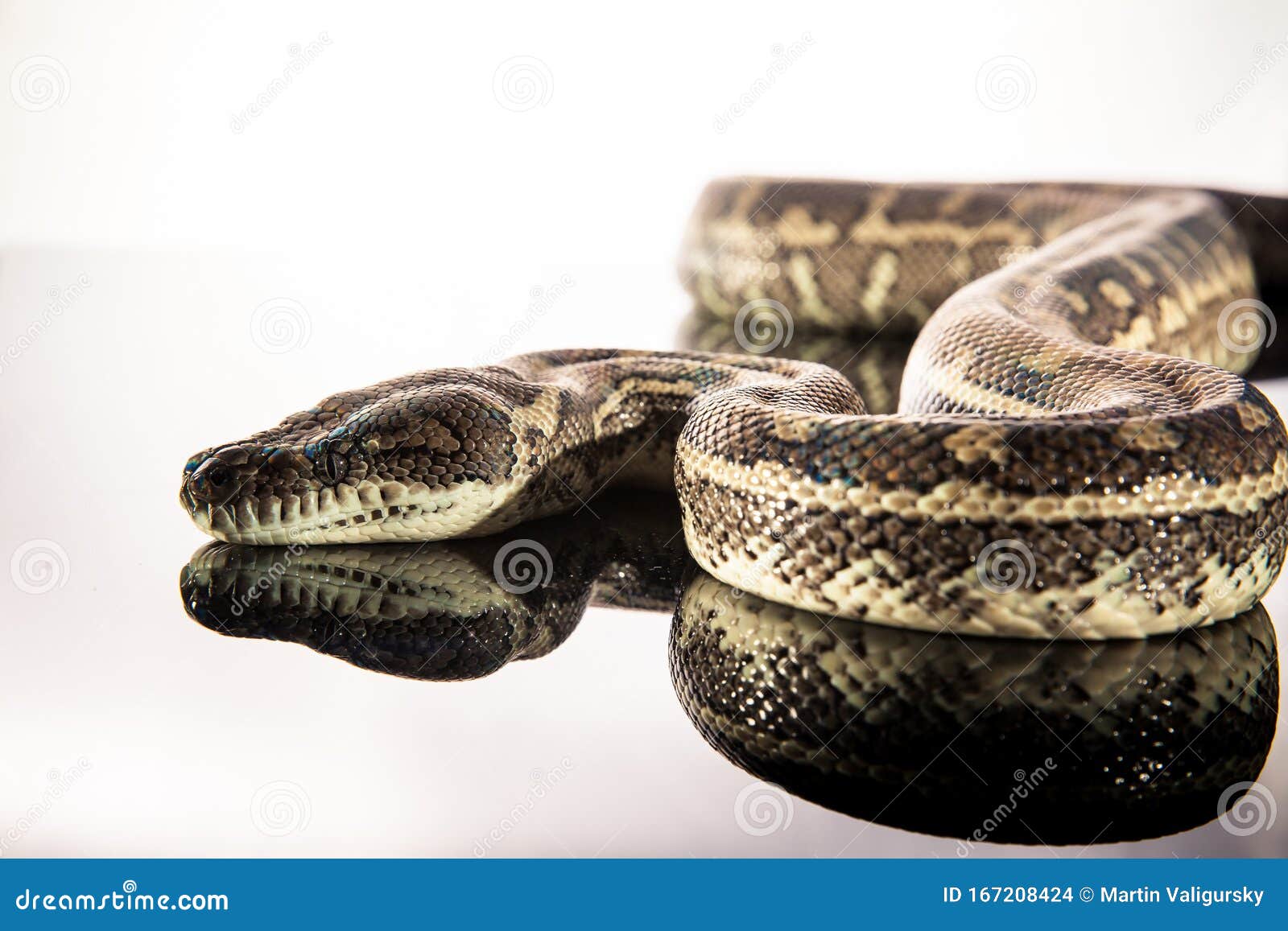 Ou Python Royal, Le Python Python De Boule De Fondation Royale Photo ...