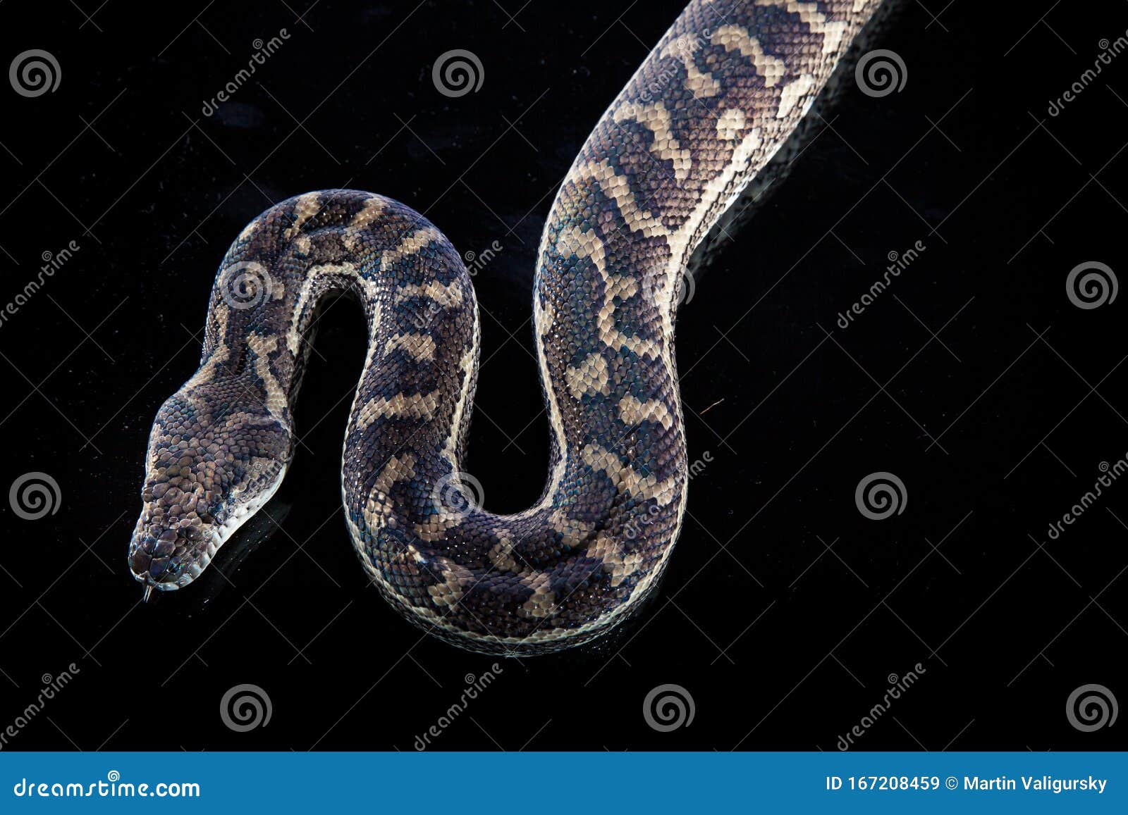 Ou Python Royal, Le Python Python De Boule De Fondation Royale Image ...