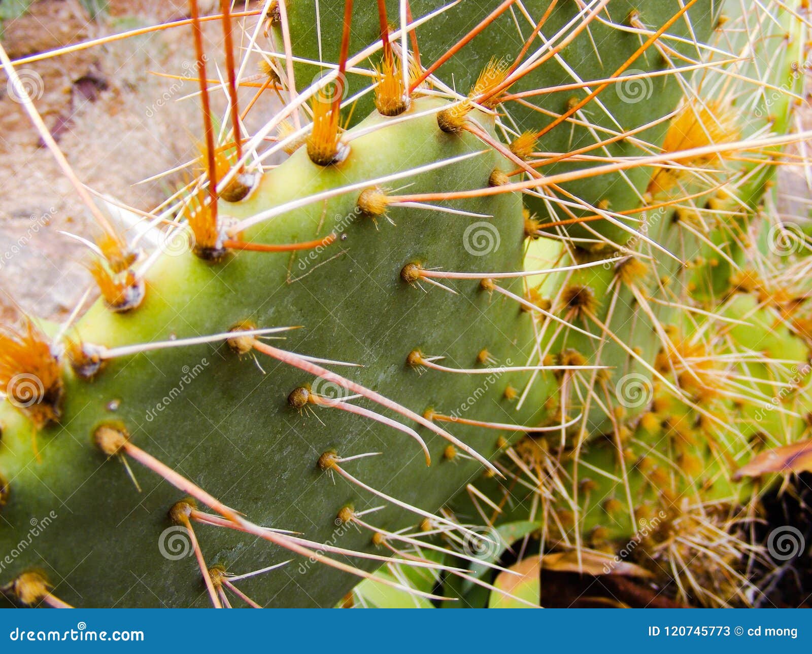 Ouch stock image. Image of orange, pear, green, prickly - 120745773
