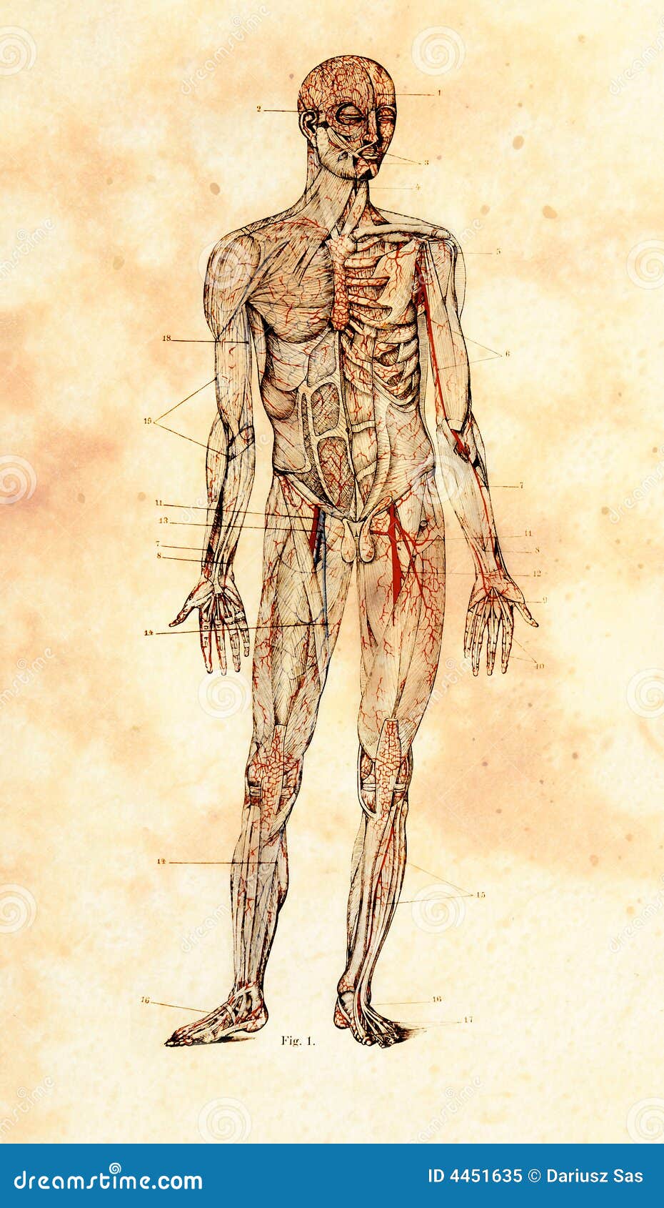 Oud Anatomisch Model stock illustratie. Illustration of geneeskunde ...