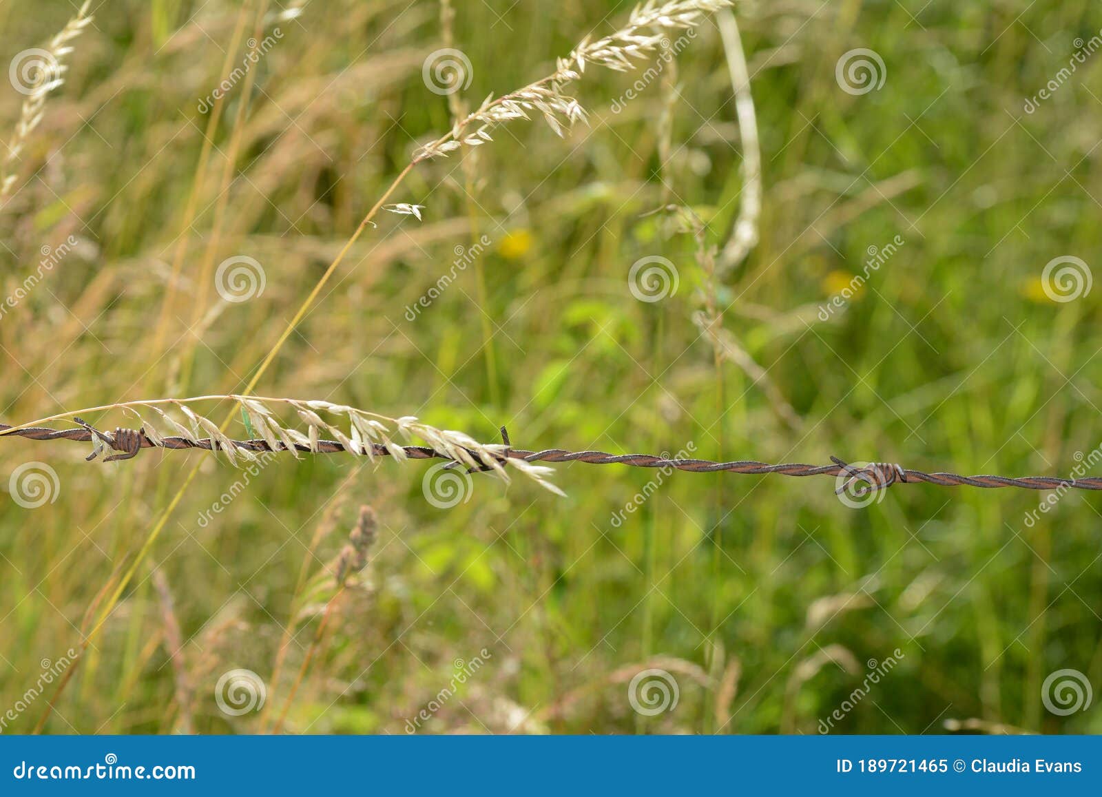 Oud Gerst Prikkeldraad Met Groot Gras Stock Afbeelding - Image of ...