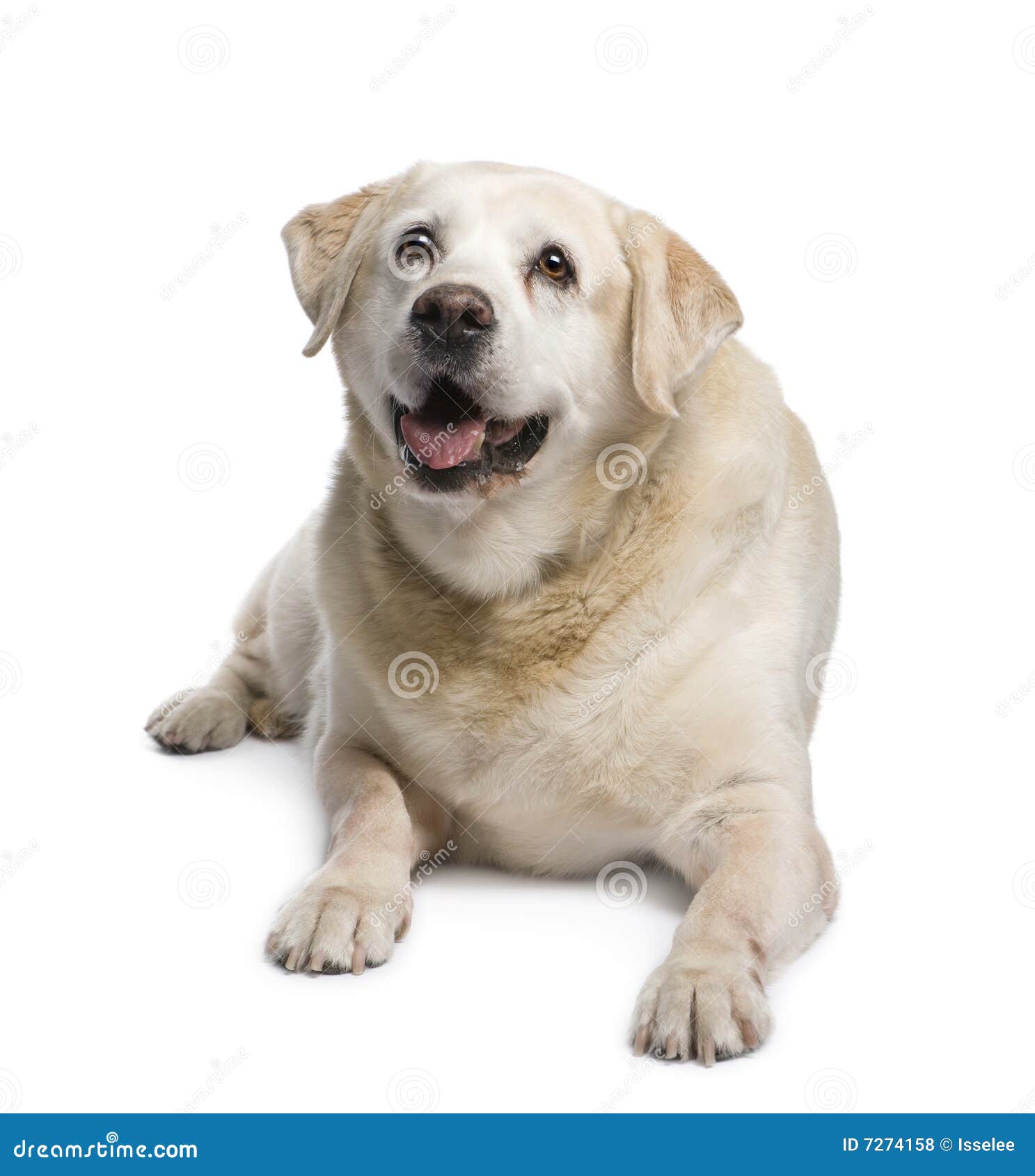 Oud Labrador (12 jaar) stock foto. Image of brutaal, leugen - 7274158