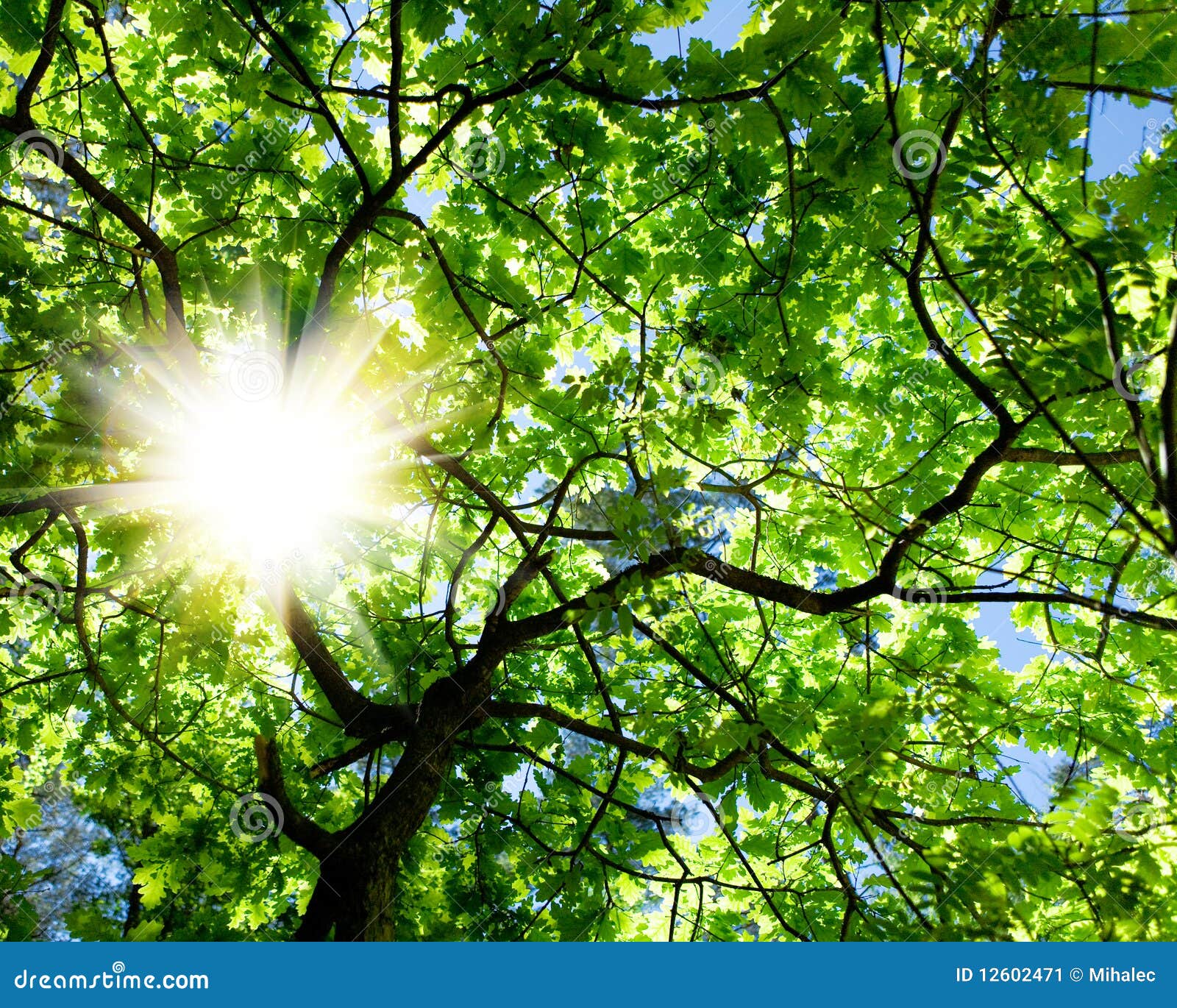 Oud Wijf Van De Boom En De Zon Stock Afbeelding - Image of groei ...