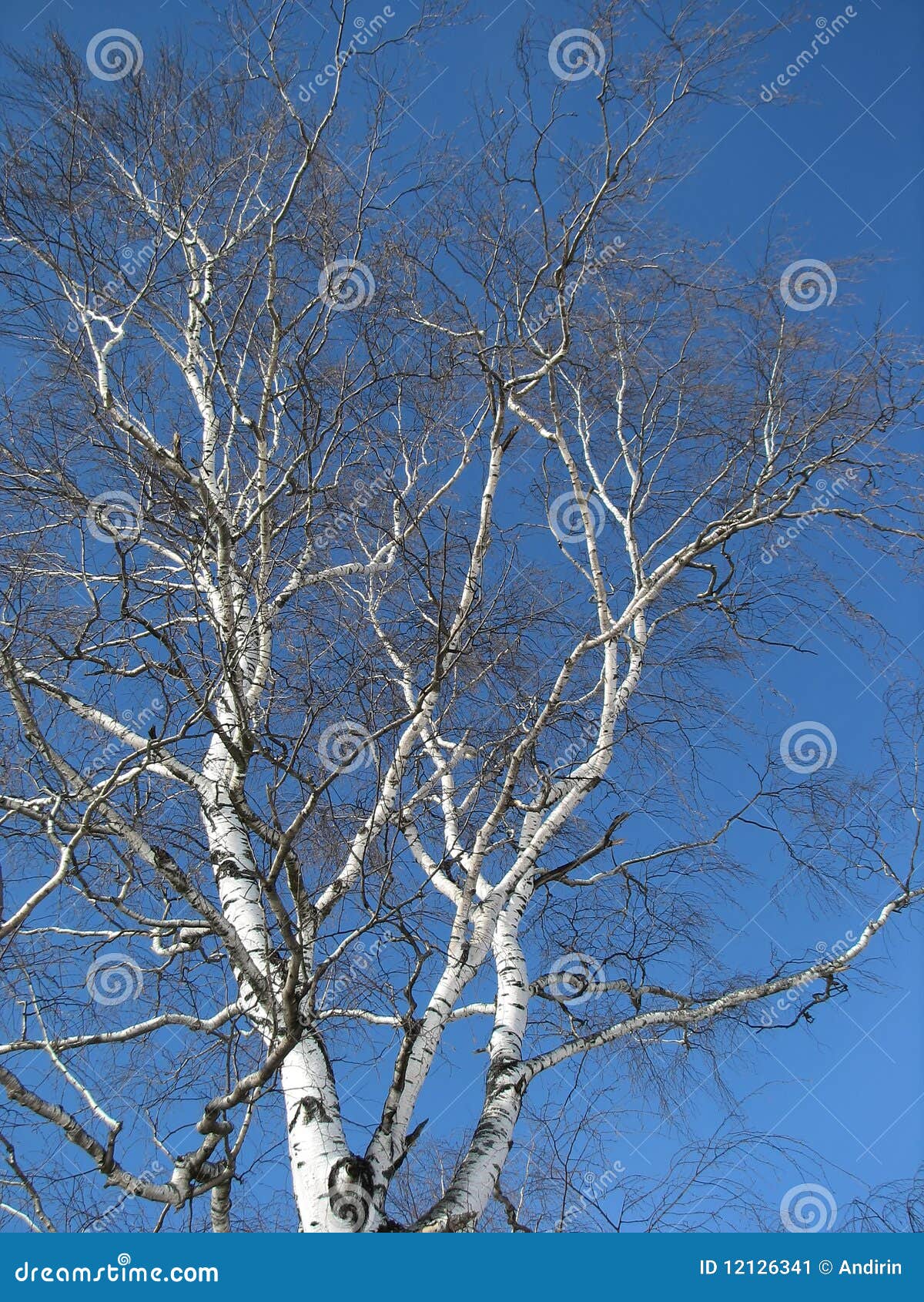 Oud wijf van een berk stock afbeelding. Image of installatie - 12126341