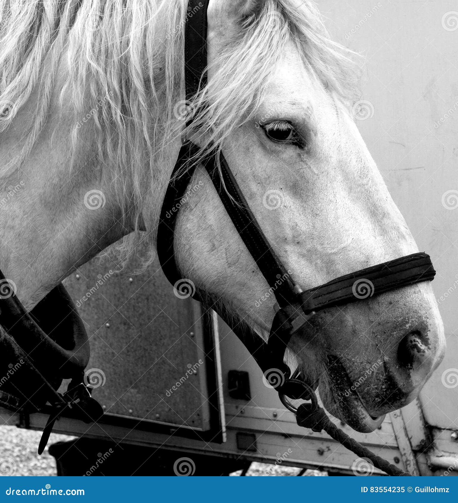 Oud wit paard stock afbeelding. Image of rendier, land - 83554235