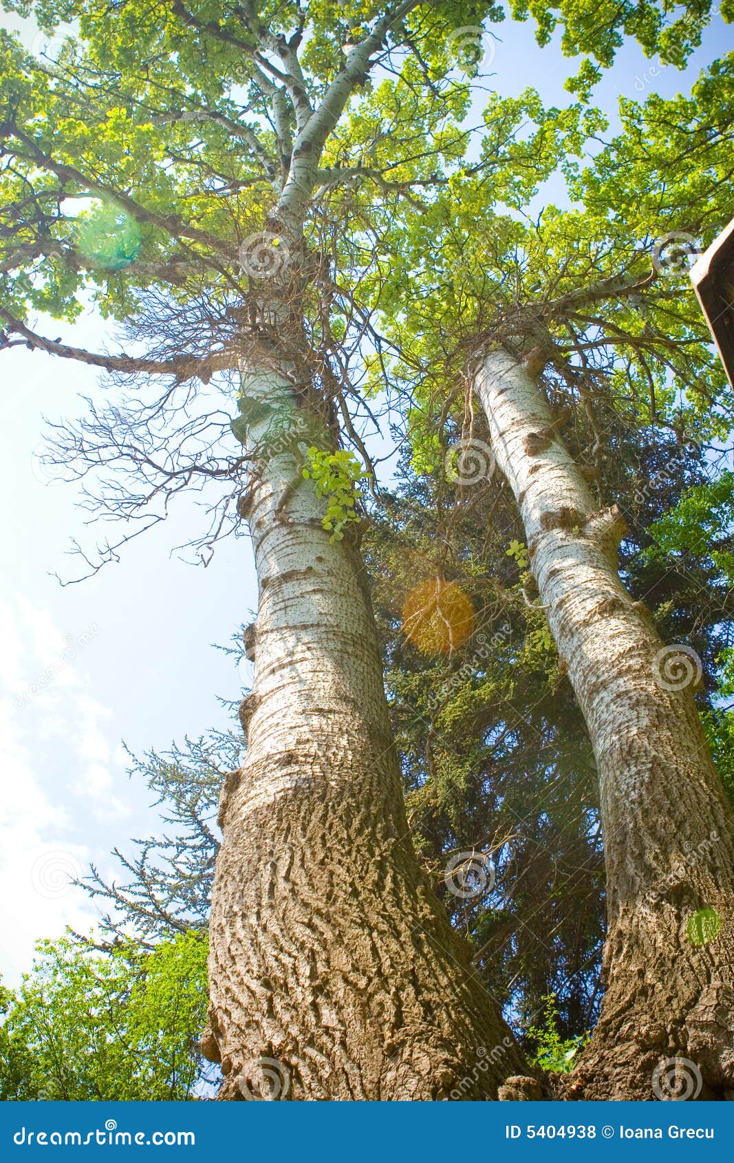 Oude bomen stock foto. Image of blad, boomstam, takken - 5404938