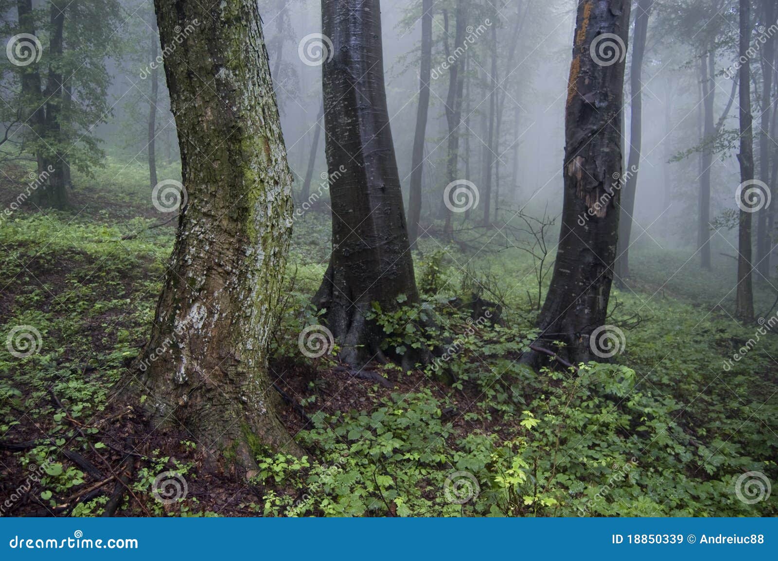Oude Bomen in Een Mistig Bos Stock Afbeelding - Image of stemming, mist ...