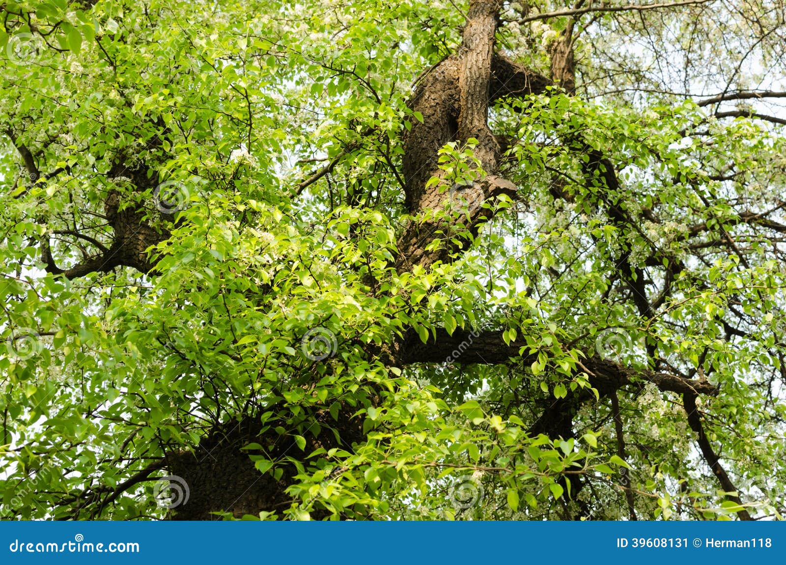Oude bomen en boomknoppen stock afbeelding. Image of naughty - 39608131