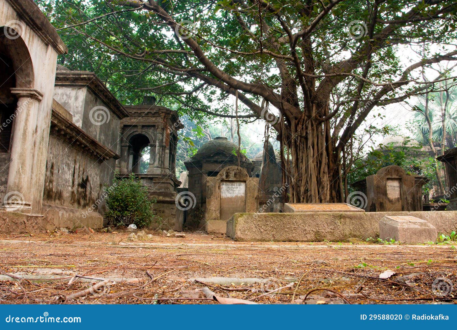 Oude Bomen En Grafzerken in Begraafplaats Redactionele Afbeelding ...