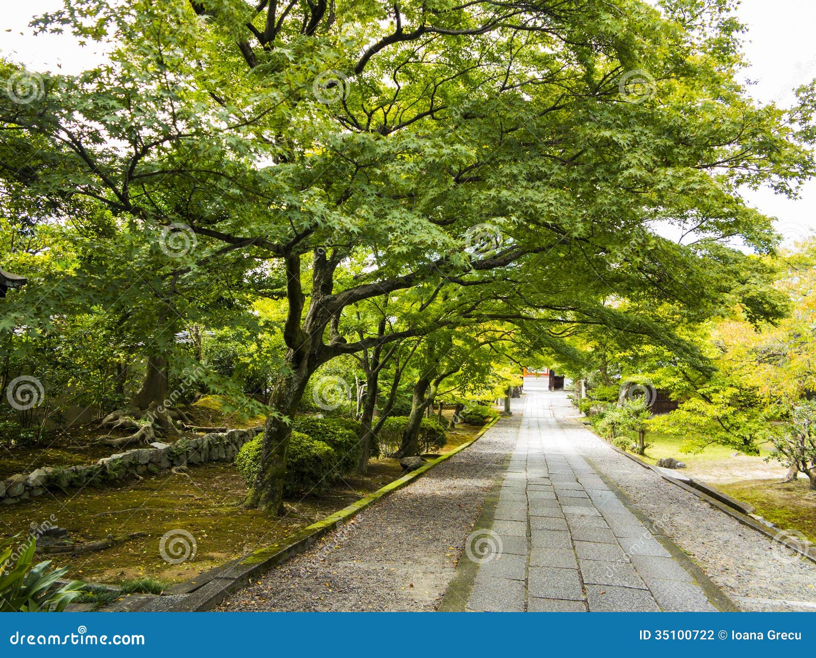 Oude bomen over steenweg stock foto. Image of groen, hoer - 35100722
