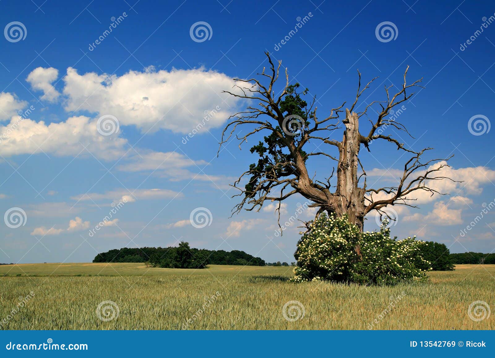 Oude boom stock afbeelding. Image of glanzend, idyllisch - 13542769
