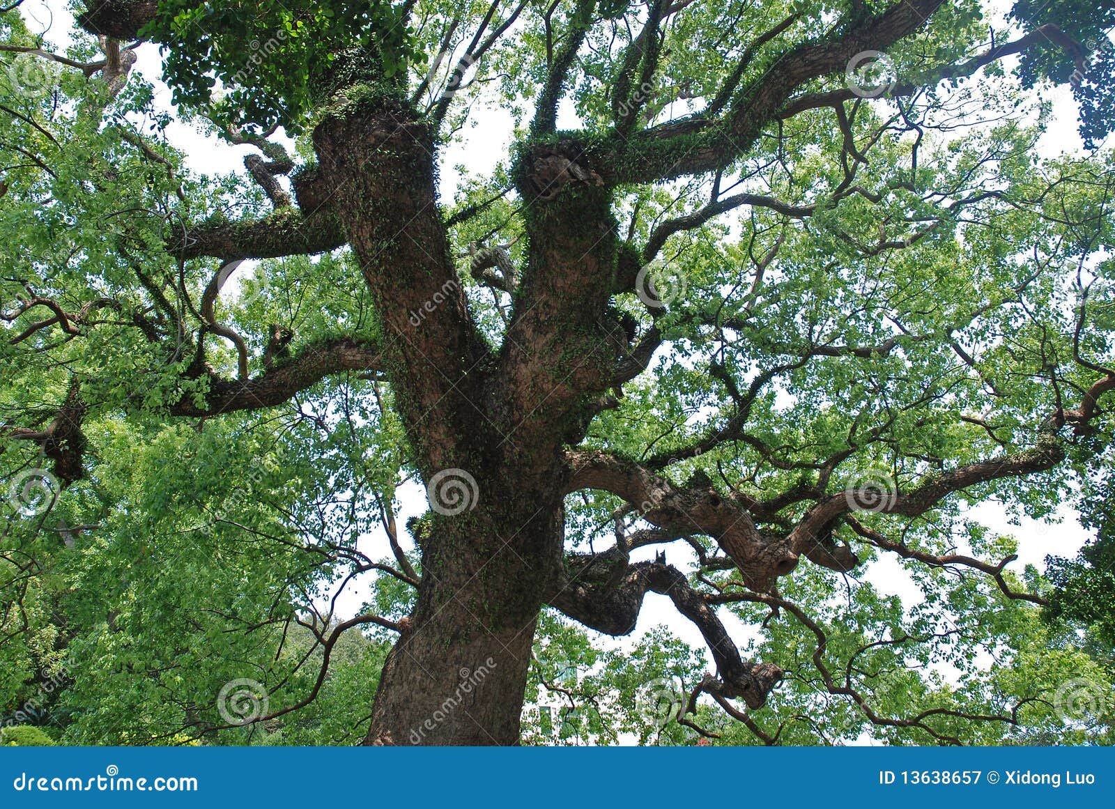 Oude boom stock afbeelding. Image of leeftijd, leven - 13638657