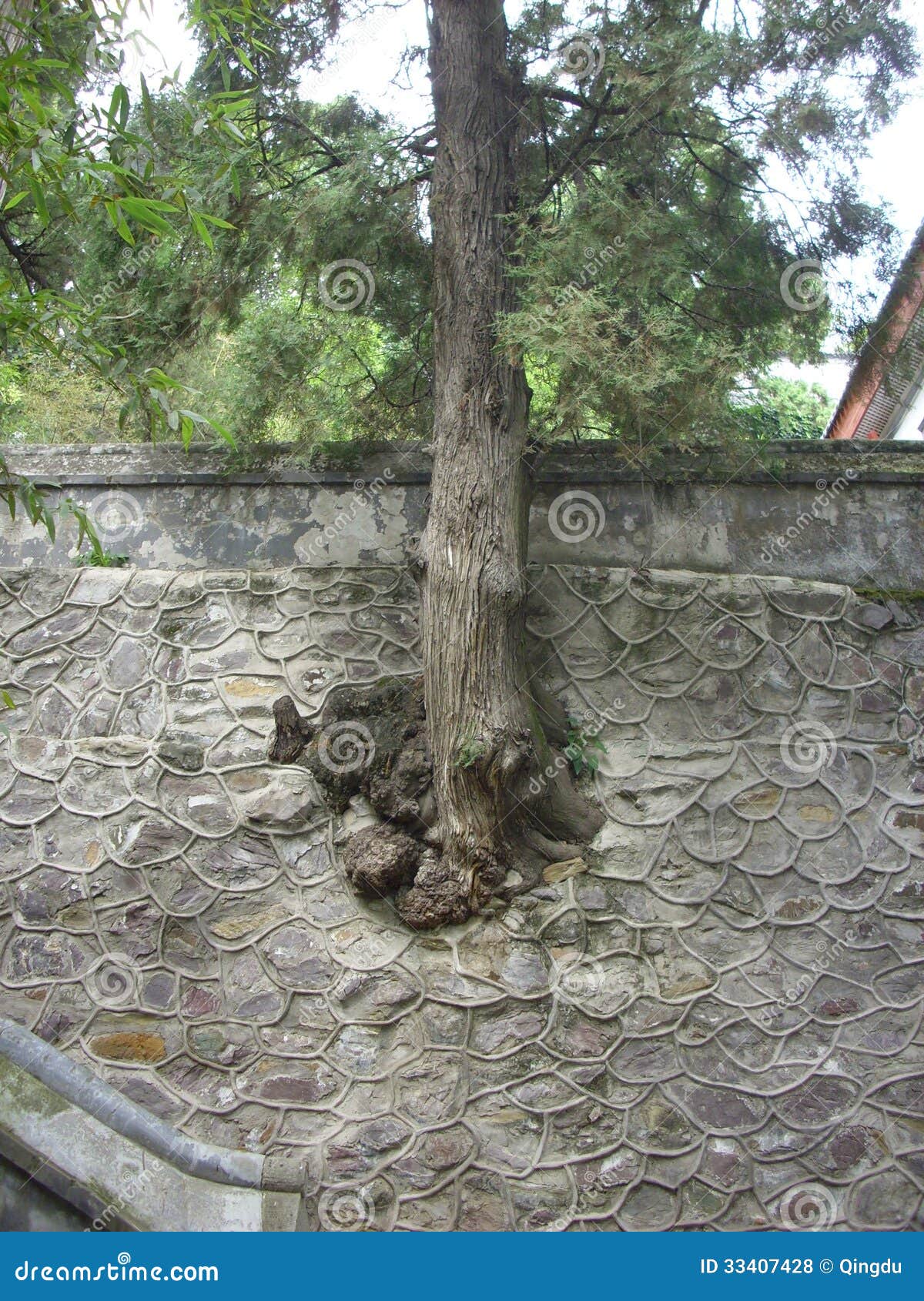 Oude boom stock foto. Image of wortel, bomen, boom, groei - 33407428