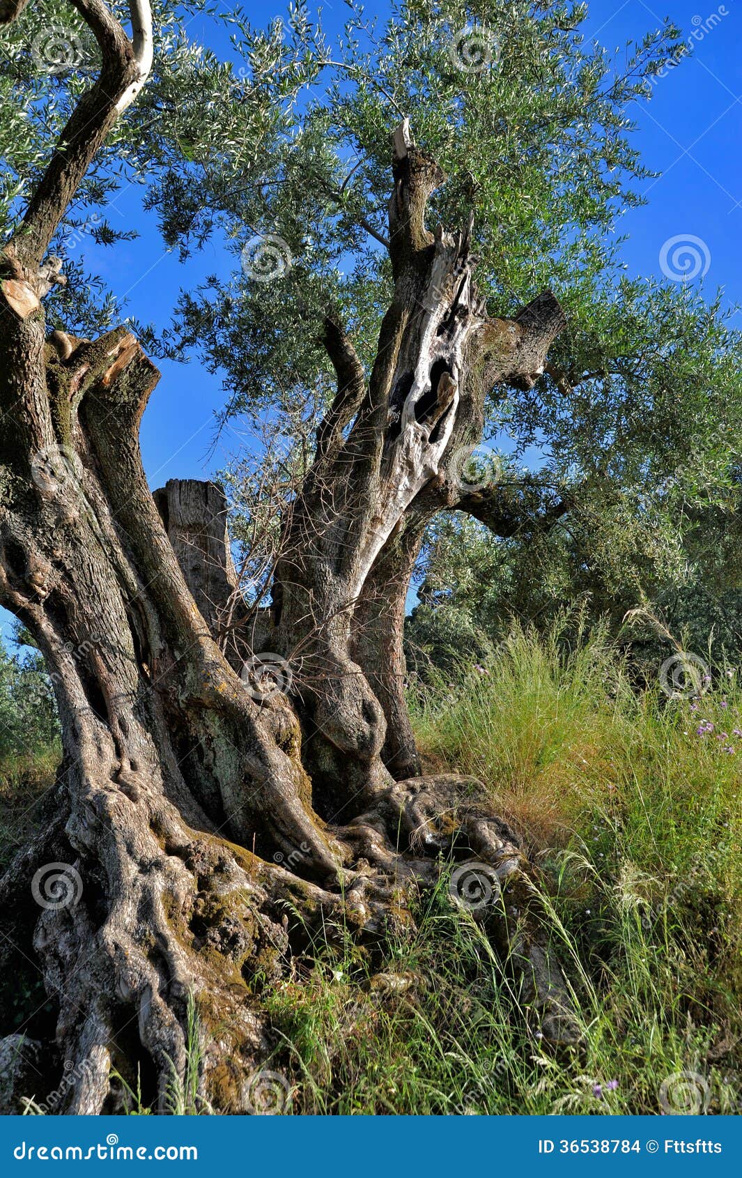Oude boom stock foto. Image of griekenland, landbouw - 36538784