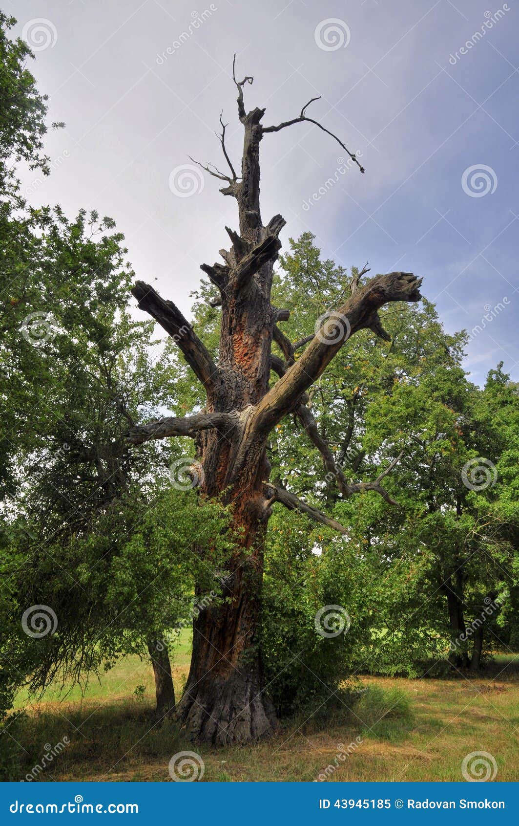 Oude boom stock afbeelding. Image of hout, republiek - 43945185
