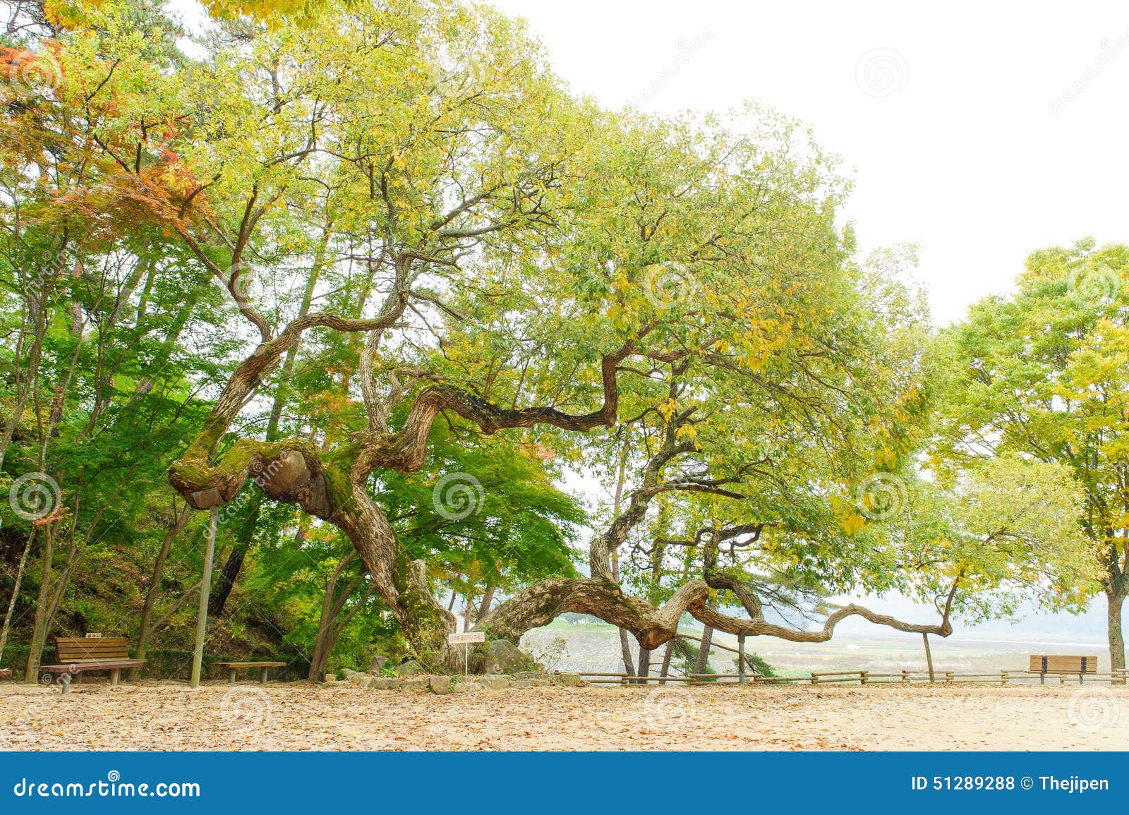 Oude boom stock foto. Image of mooi, daling, bomen, reusachtig - 51289288