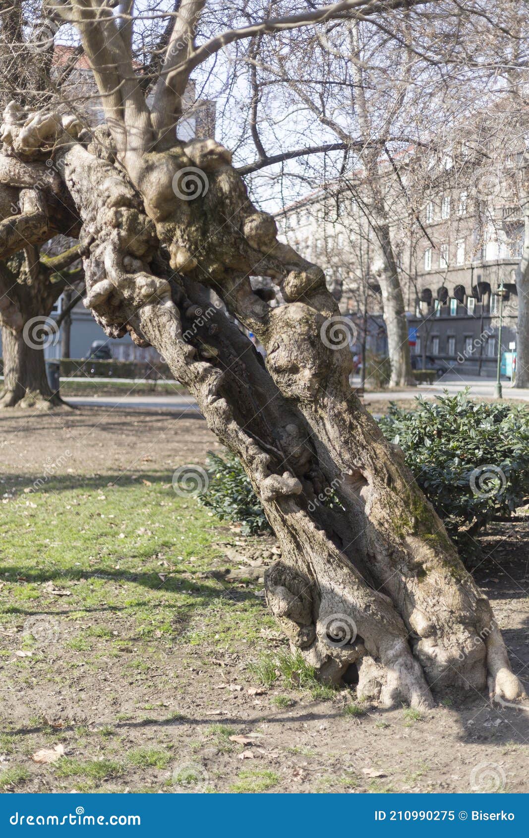 Oude boom in het stadspark stock afbeelding. Image of boom - 210990275