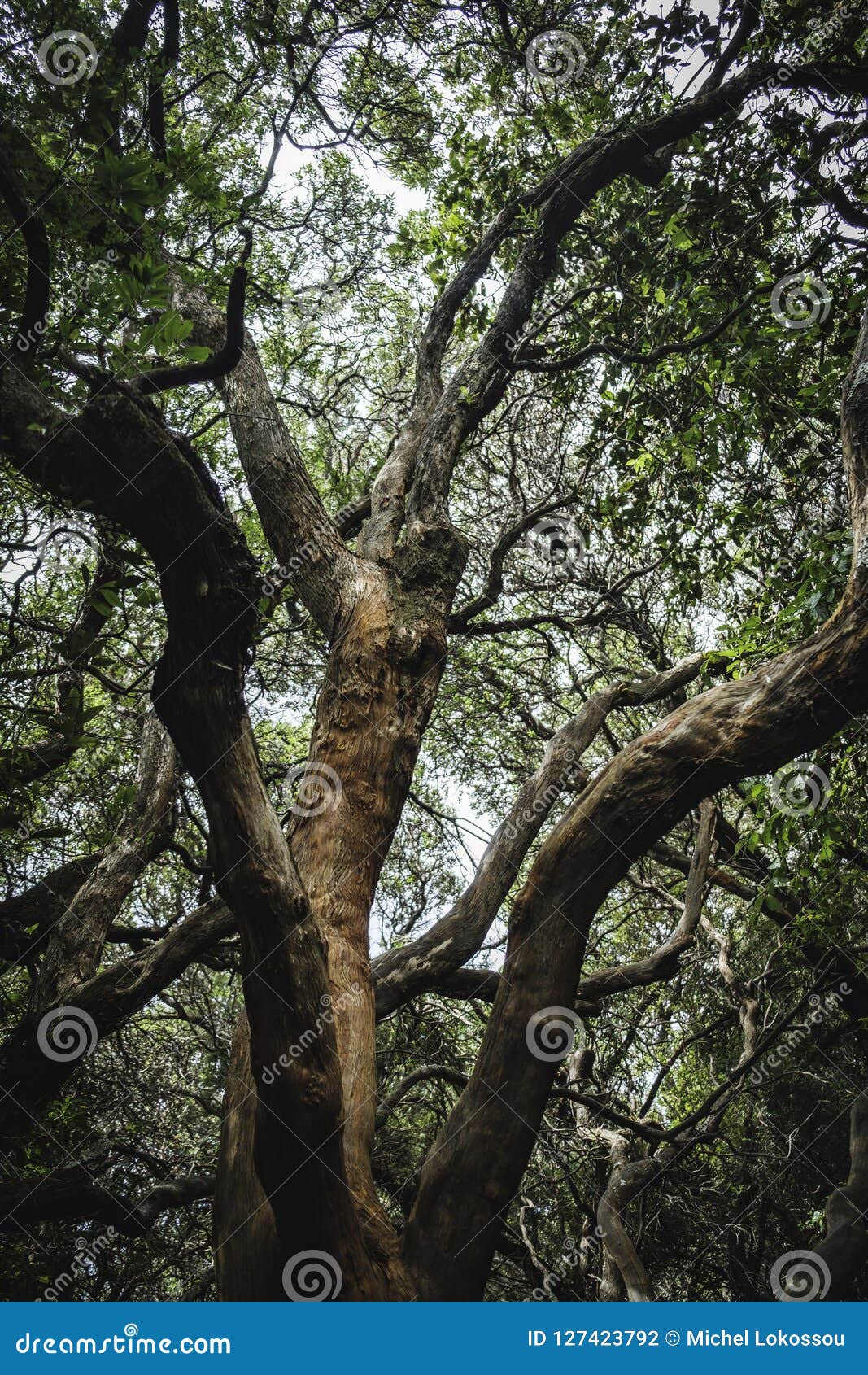 Oude Boom in Het Struikgewas Stock Foto - Image of nave, openlucht ...