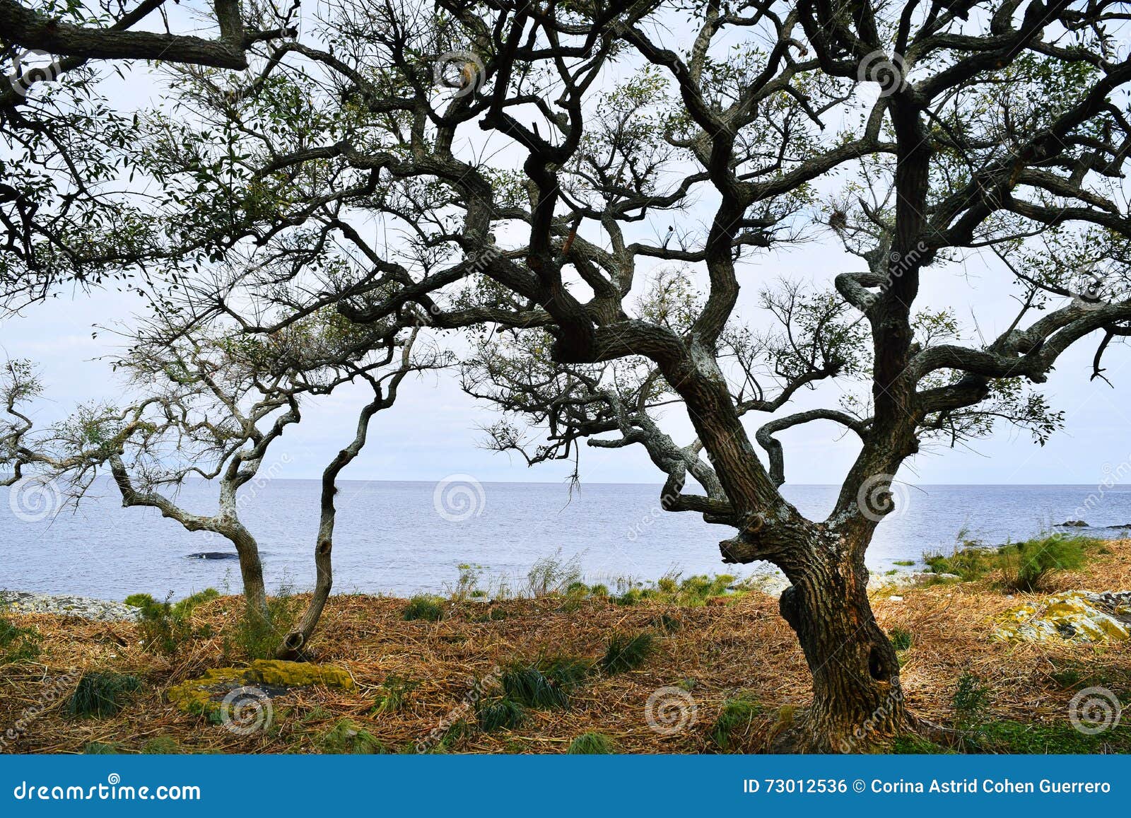 Oude Boom Met Dode Takken in Colonia, Uruguay Stock Foto - Image of ...
