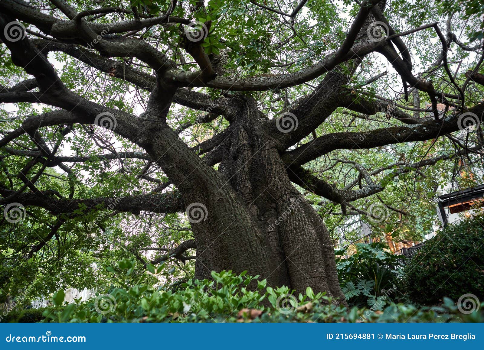 Oude boom in perspectief stock afbeelding. Image of stemming - 215694881