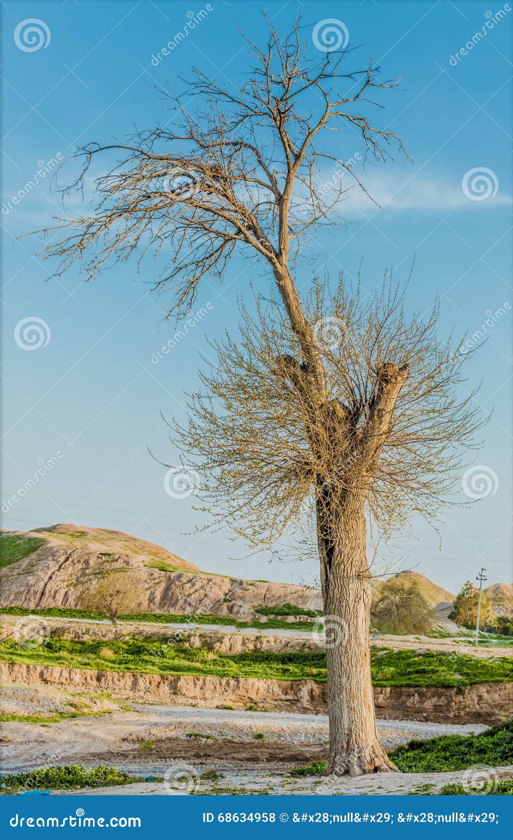 Oude Boom in Woestijn stock foto. Image of boom, oost - 68634958