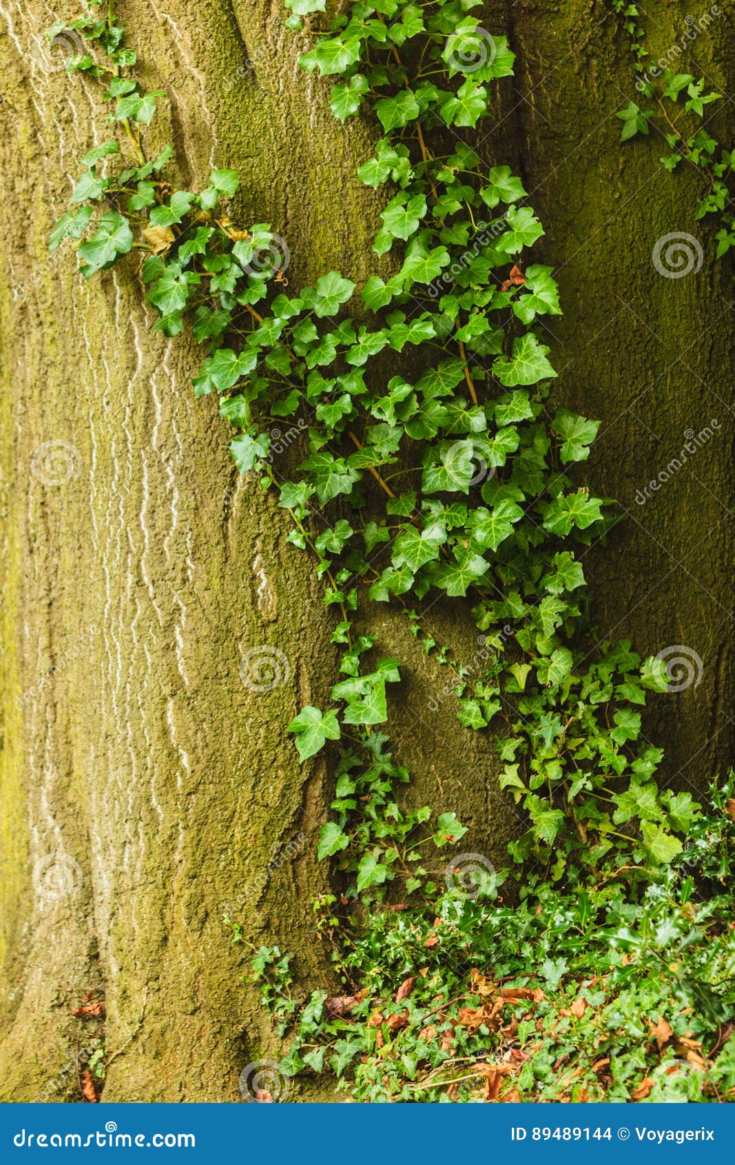 Oude Boomboomstam Met Groene Klimop Stock Foto - Image of park, groen ...