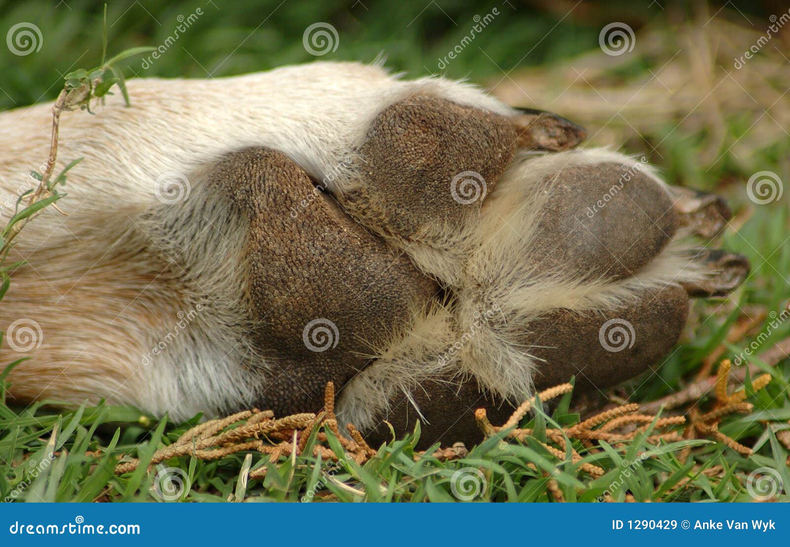 Oude de poot van de hond stock afbeelding. Image of ontspanning - 1290429