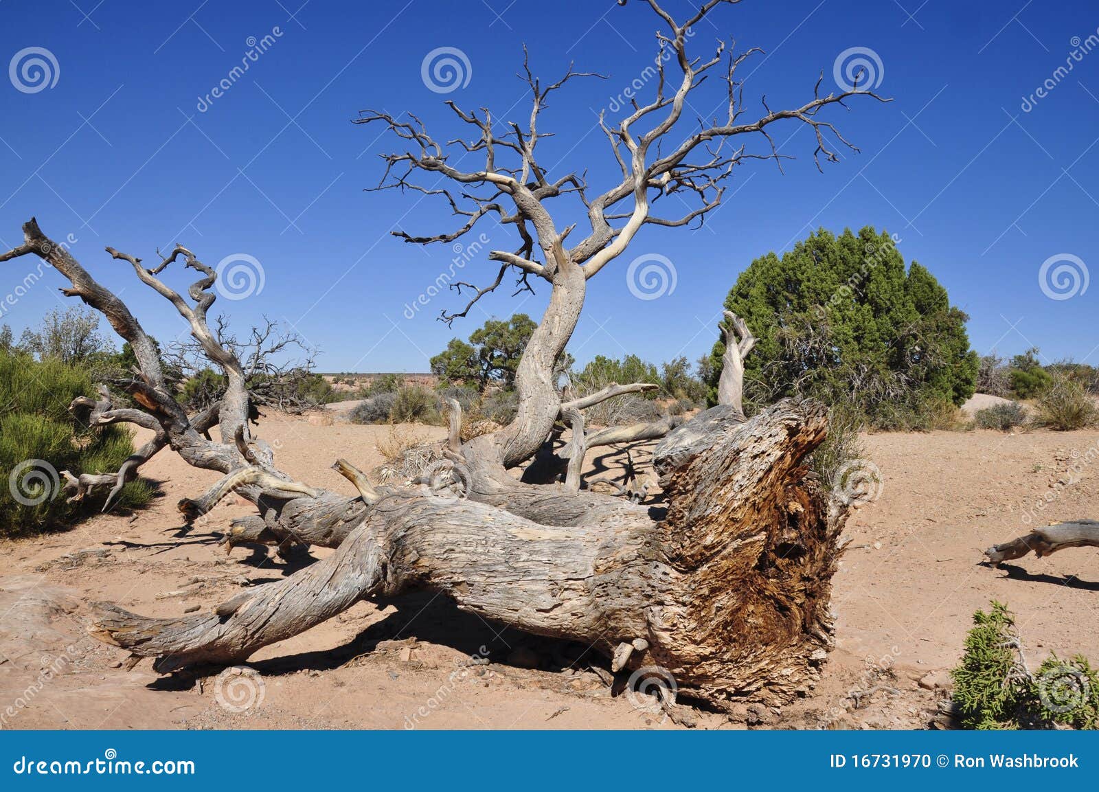 Oude Dode Boom stock foto. Image of heet, gevallen, woestijn - 16731970