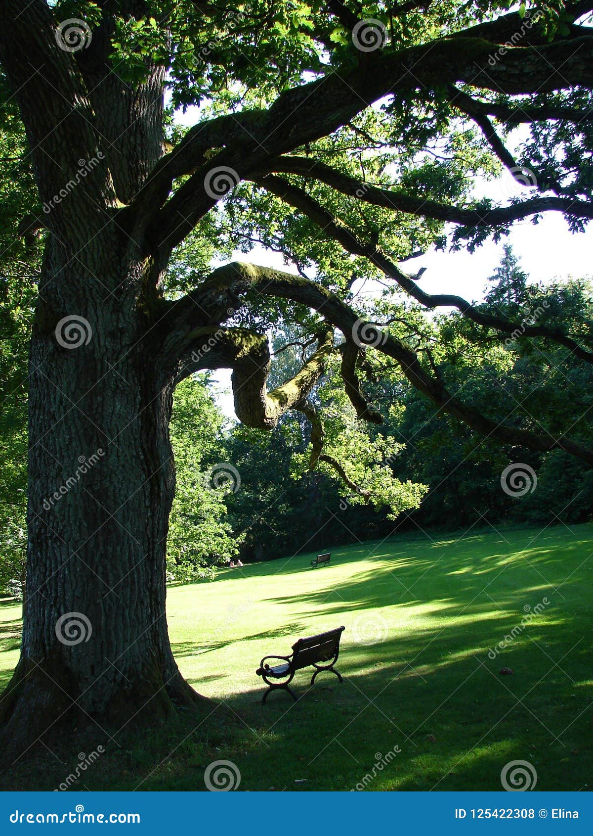 Oude Eik En Bank in Engels Park Stock Foto - Image of park, zitje ...