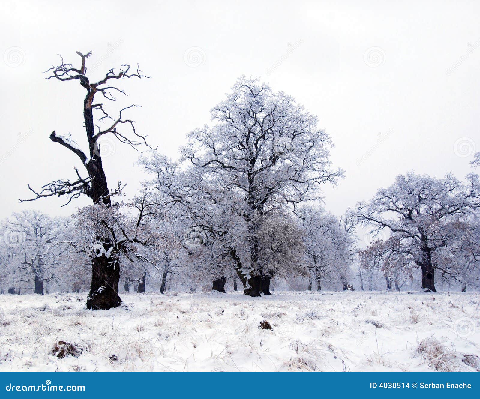 Oude Eiken Bomen in De Winter Stock Foto - Image of kalmte, vrij: 4030514