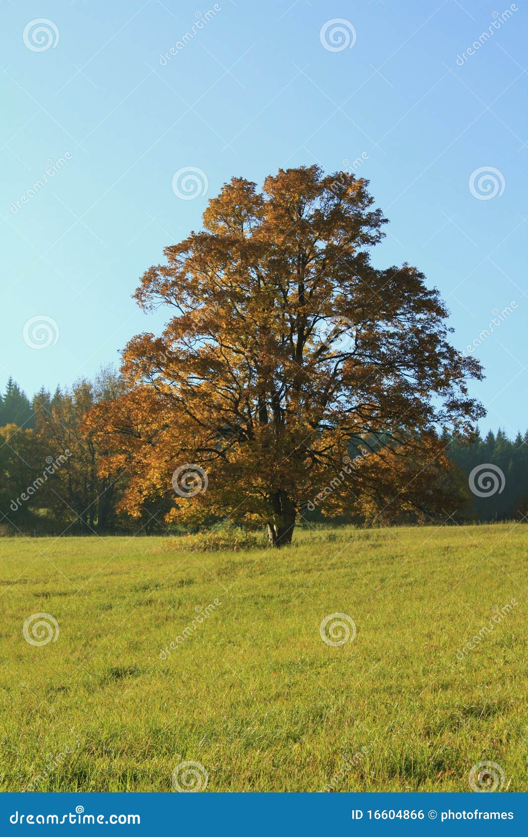 Oude Eiken Boom Op De Horizon Stock Foto - Image of vlaktes, vuil: 16604866