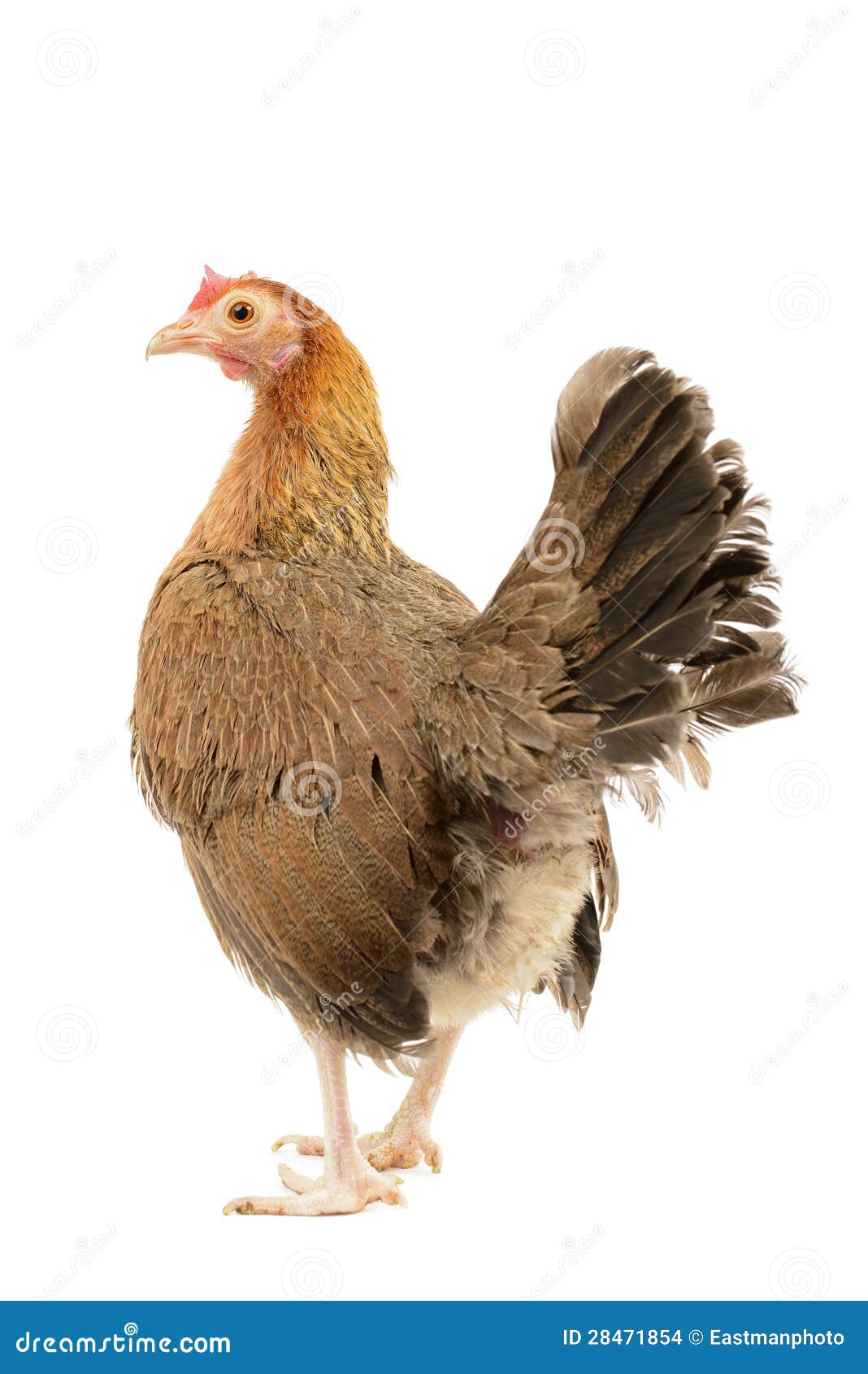 Oude Engelse Kleine Kip stock foto. Image of individueel - 28471854