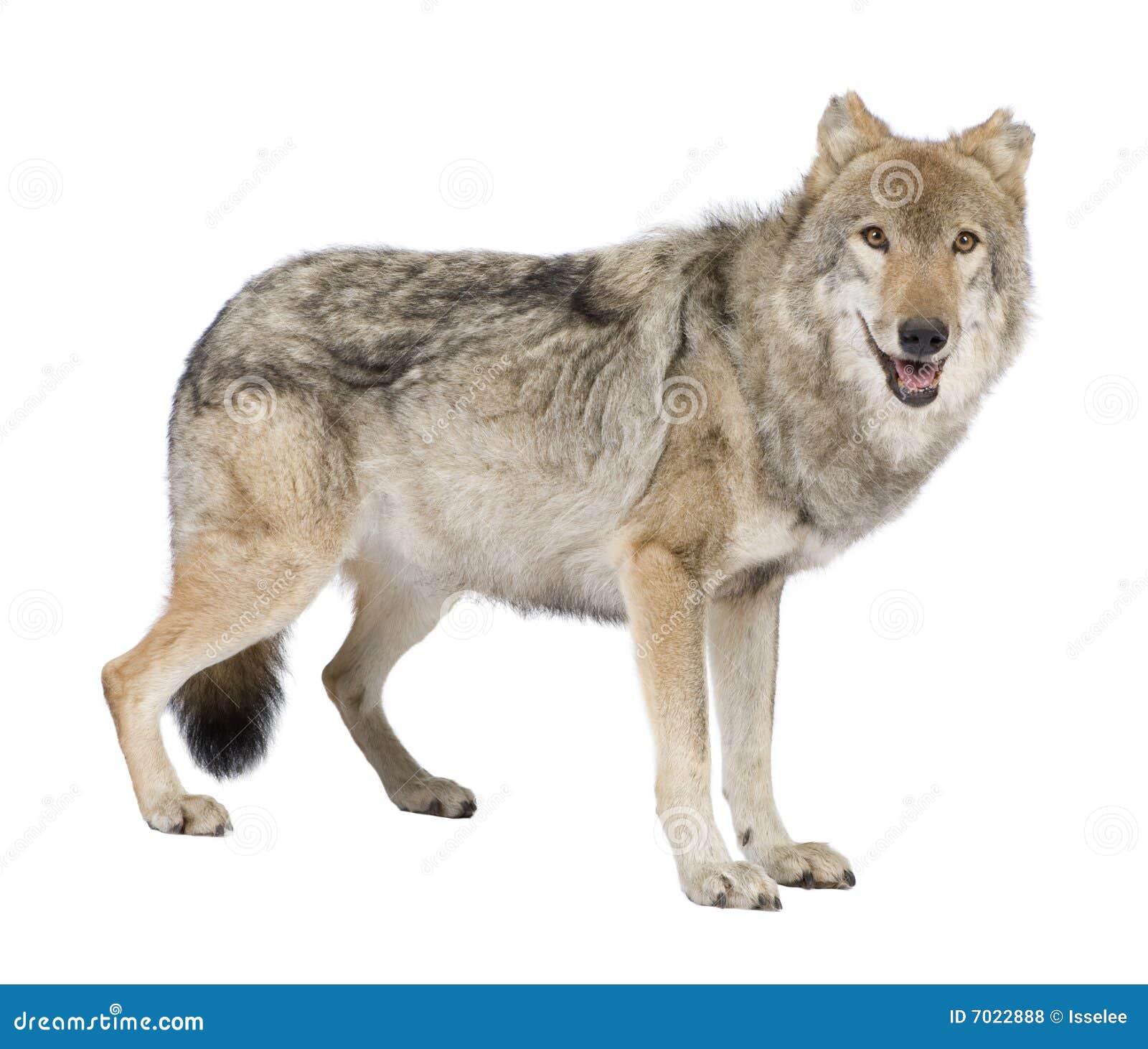 Oude Europese Wolf - Canis Wolfszweerwolfszweer Stock Foto - Image of ...