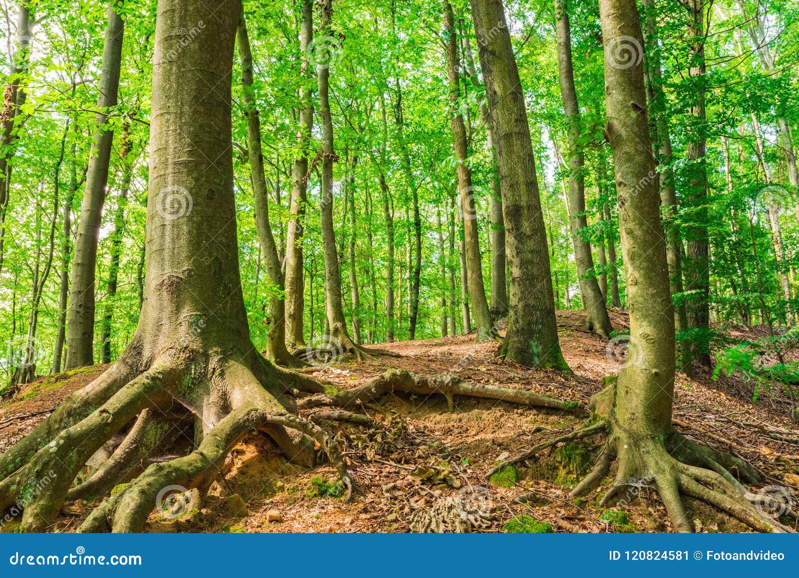 Oude Grote Bomen Met Wortels in Groen Bos Stock Afbeelding - Image of ...