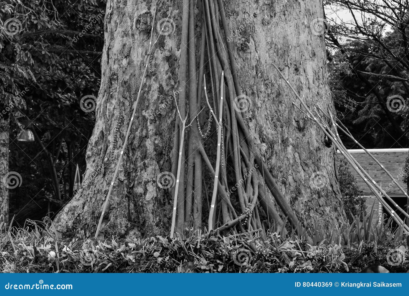 Oude grote boom en stut stock afbeelding. Image of vlag - 80440369