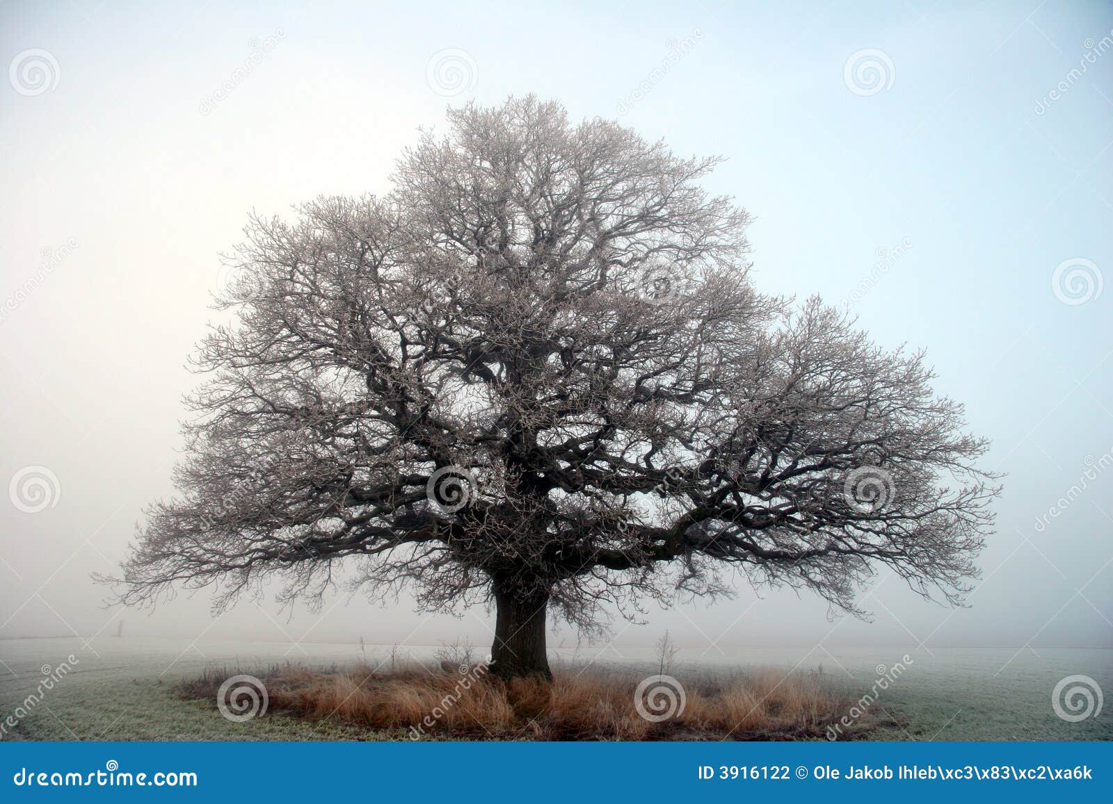Oude grote eiken boom stock foto. Image of nave, koude - 3916122