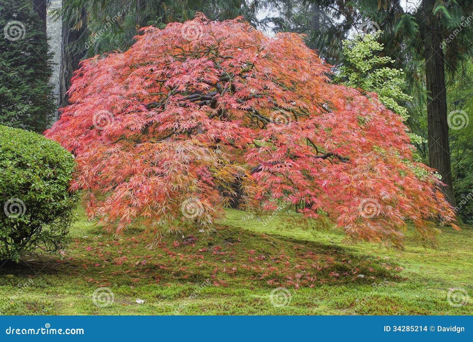 Oude Japanse Esdoornboom in De Herfst Stock Foto - Image of esdoorn ...
