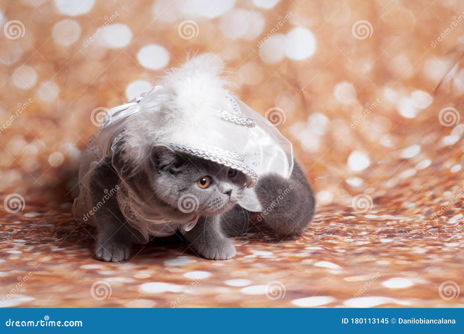 Oude kat grappig stock afbeelding. Image of poesje, antiquiteit - 180113145