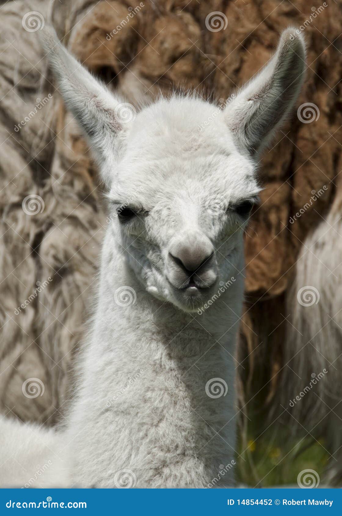 Oude Lama 002 van de week stock foto. Image of lama, dier - 14854452