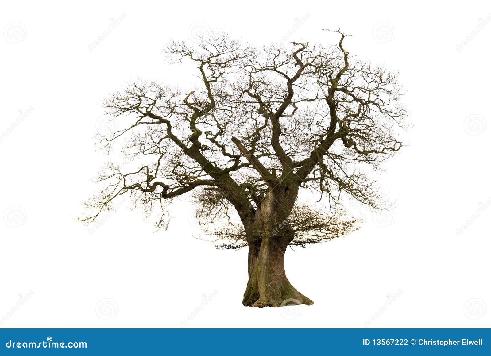 Oude Naakte Boom stock foto. Image of sluimerend, versmallen - 13567222