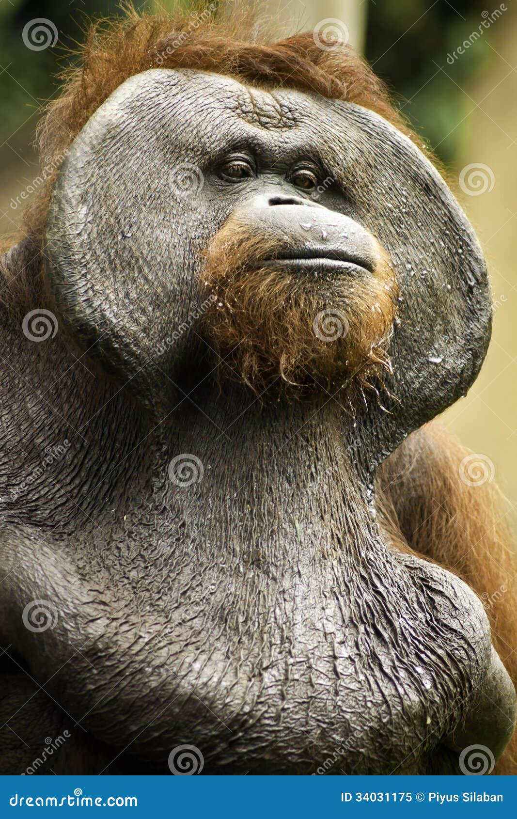 Oude Orang-oetan Utan stock afbeelding. Image of bezorgd - 34031175