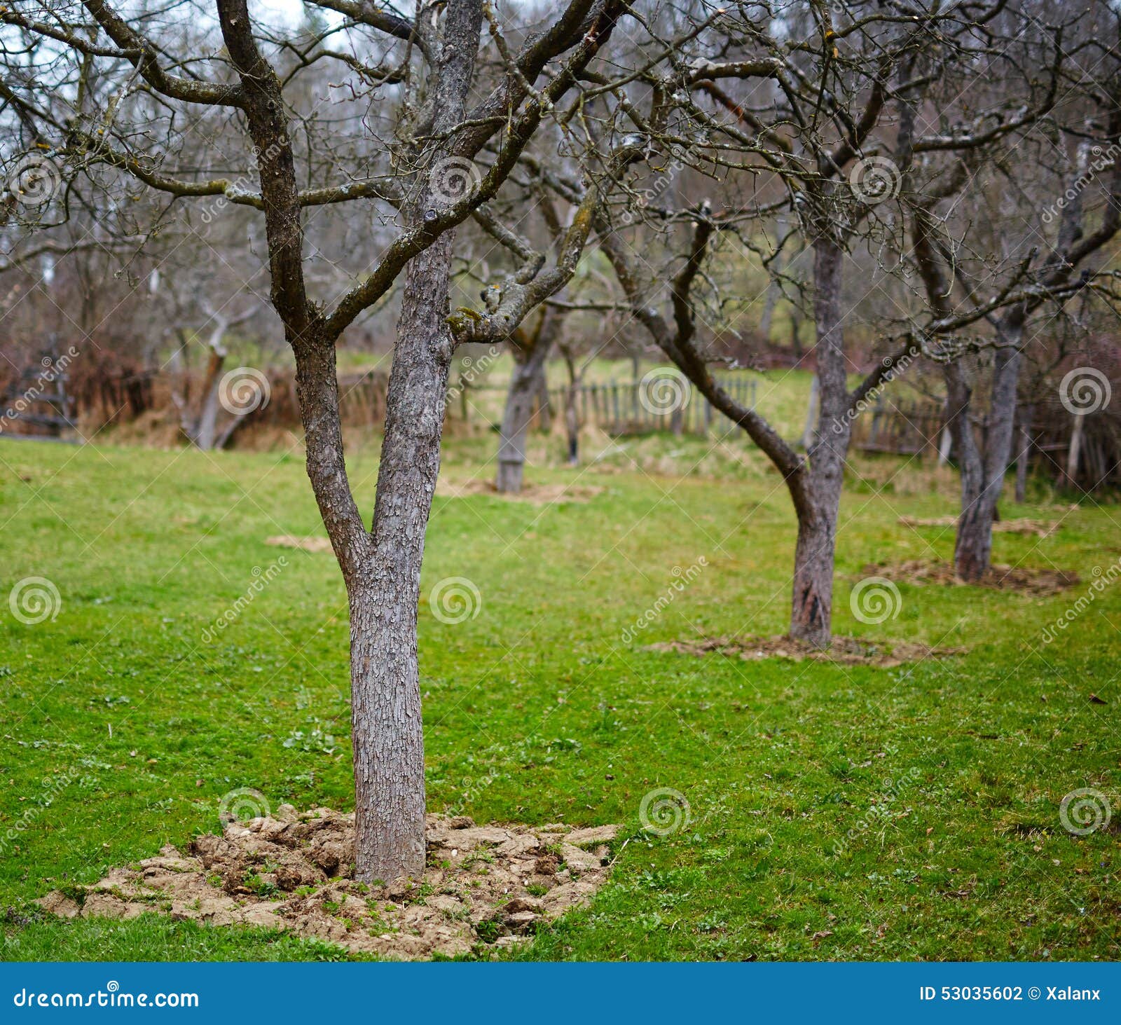 Oude Pruimbomen in Een Boomgaard Stock Foto - Image of bomen, land ...