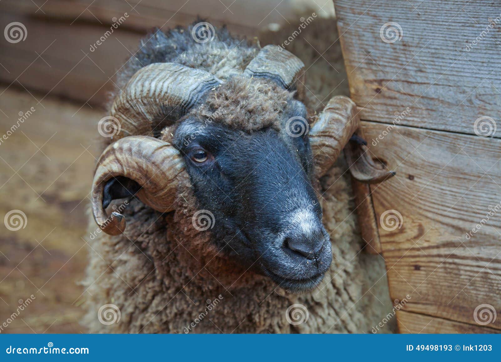 Oude Ram stock afbeelding. Image of geit, gevaar, leidraad - 49498193