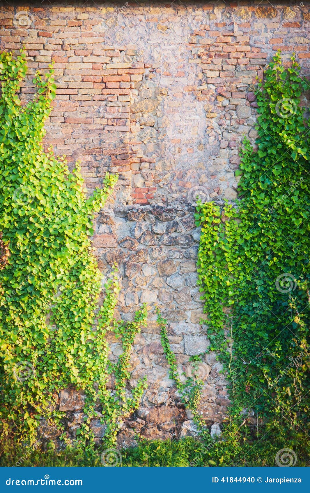 Oude Rode Muur Met Klimplanten Stock Foto - Image of mooi, groei: 41844940