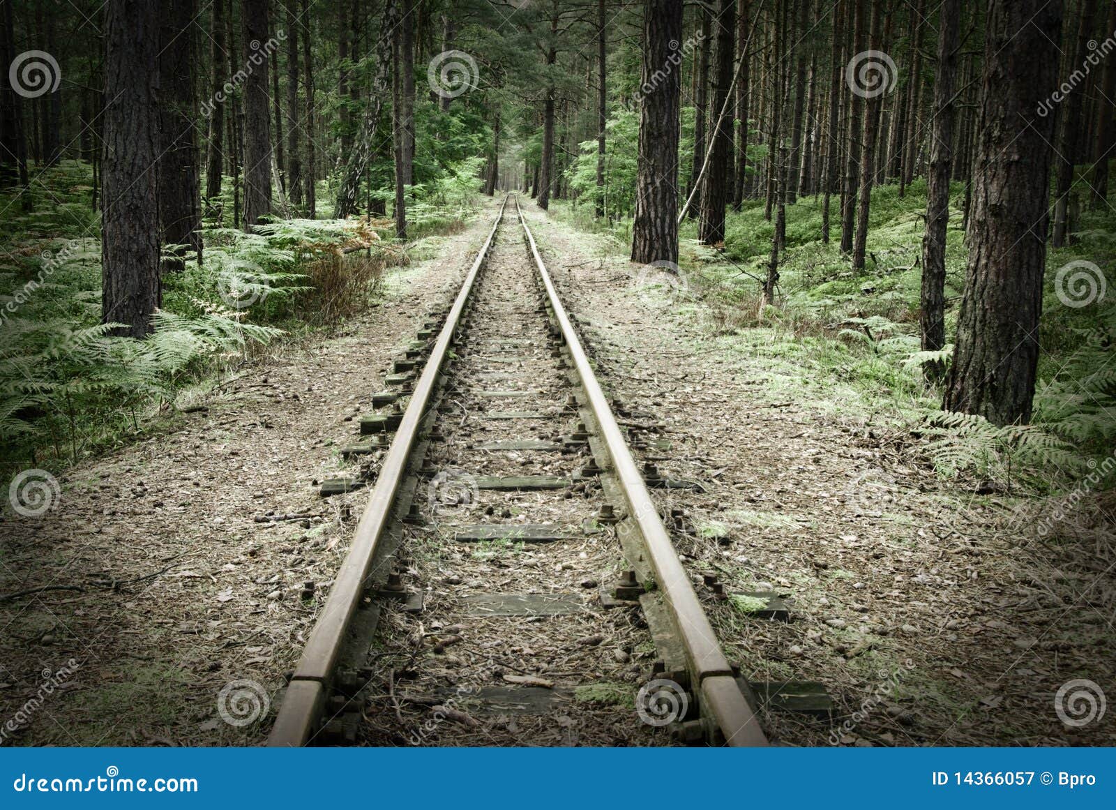 Oude Sporen in Het Midden Van Het Bos Stock Afbeelding - Image of ...