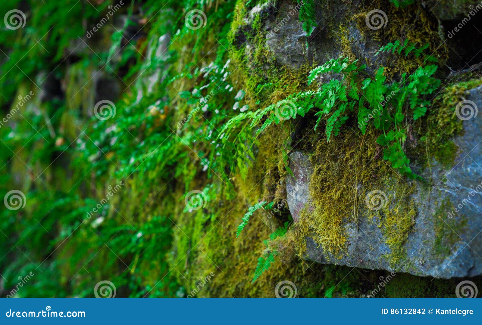 Oude Steenmuur Met Groene Mos En Installaties Stock Foto - Image of ...