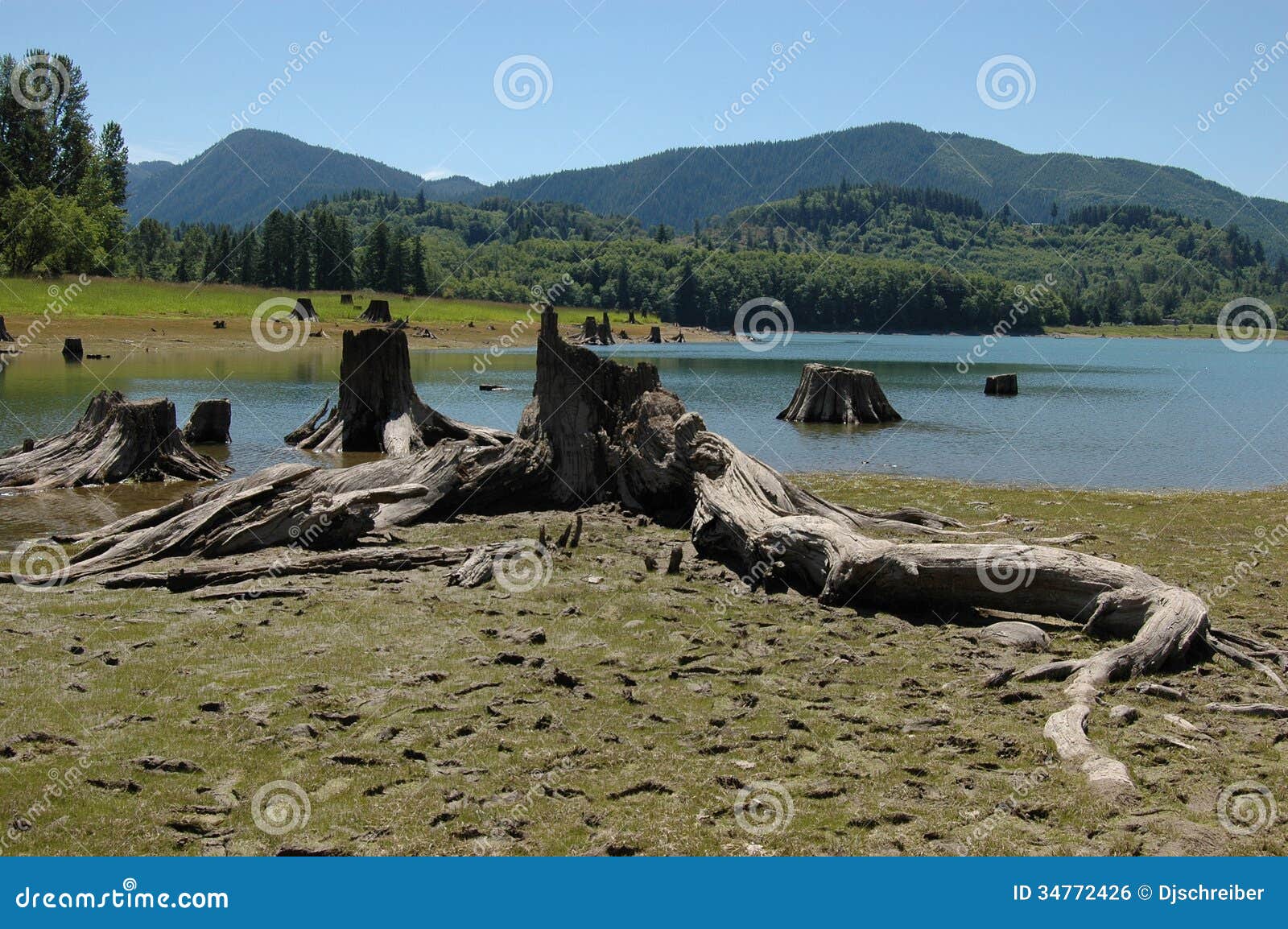 Oude stompen stock foto. Image of industrie, vreedzaam - 34772426