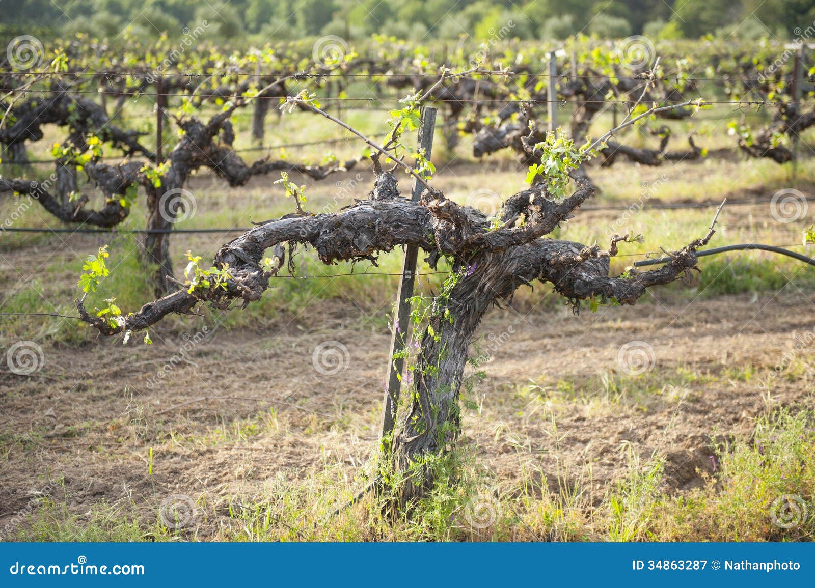 Oude wijnstok stock afbeelding. Image of rijp, klaver - 34863287